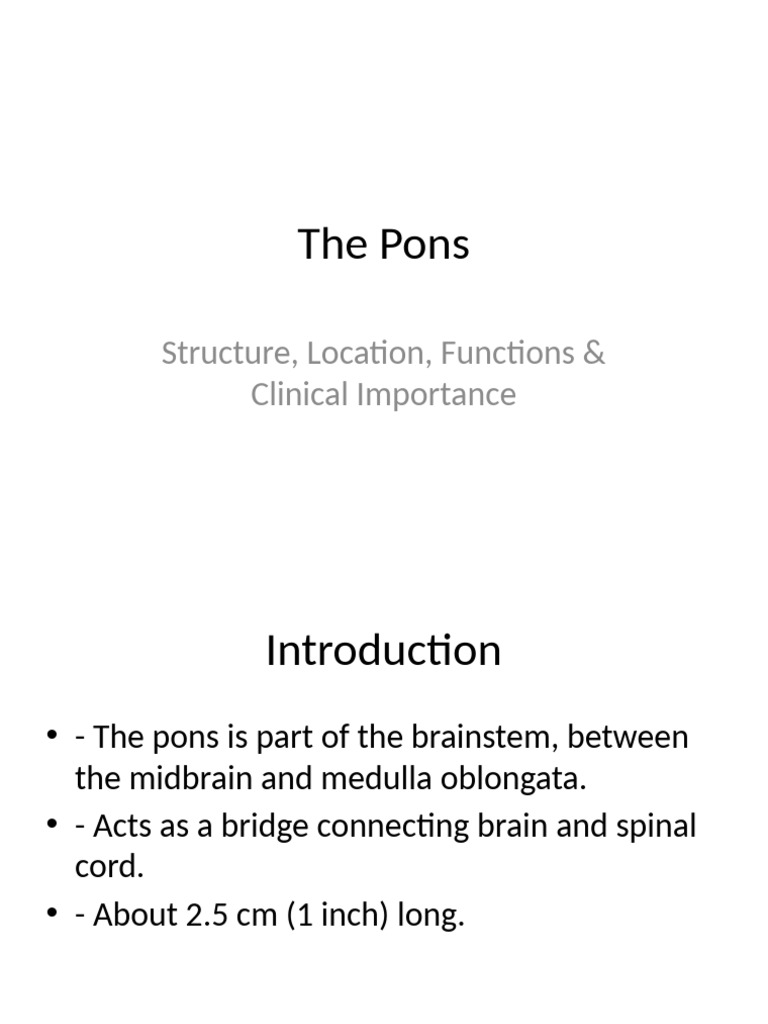 Anatomy and Functions of the Pons | PDF