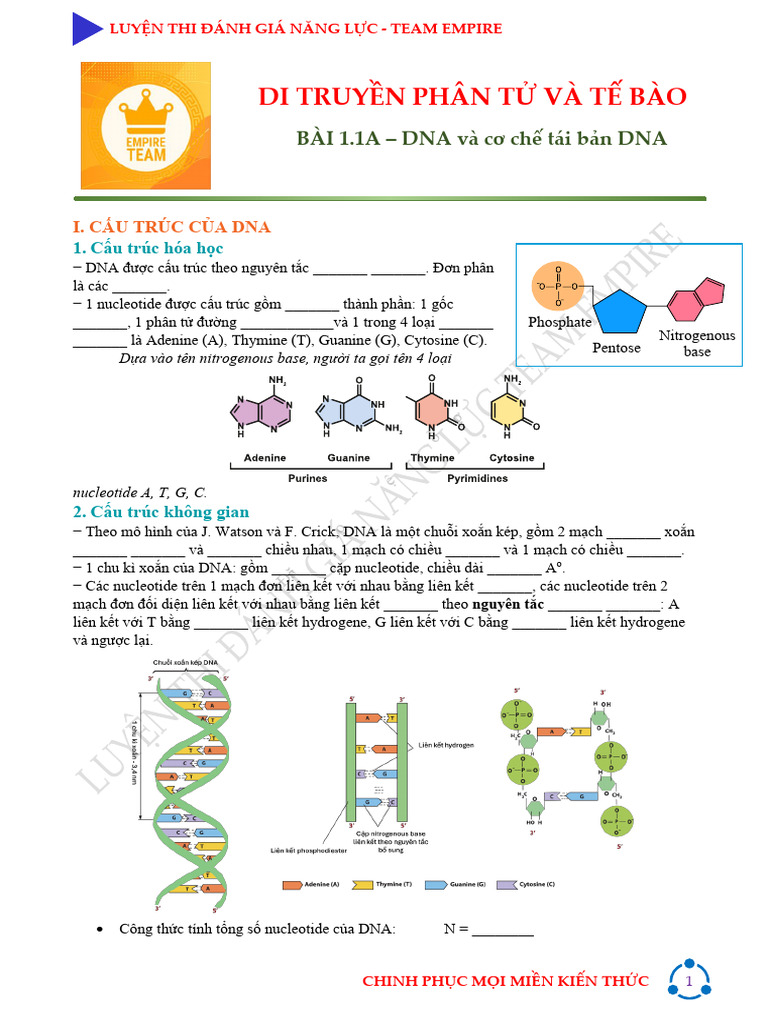 1.1a. Dna Và Cơ Chế Tái Bản Dna (Lý Thuyết) | PDF