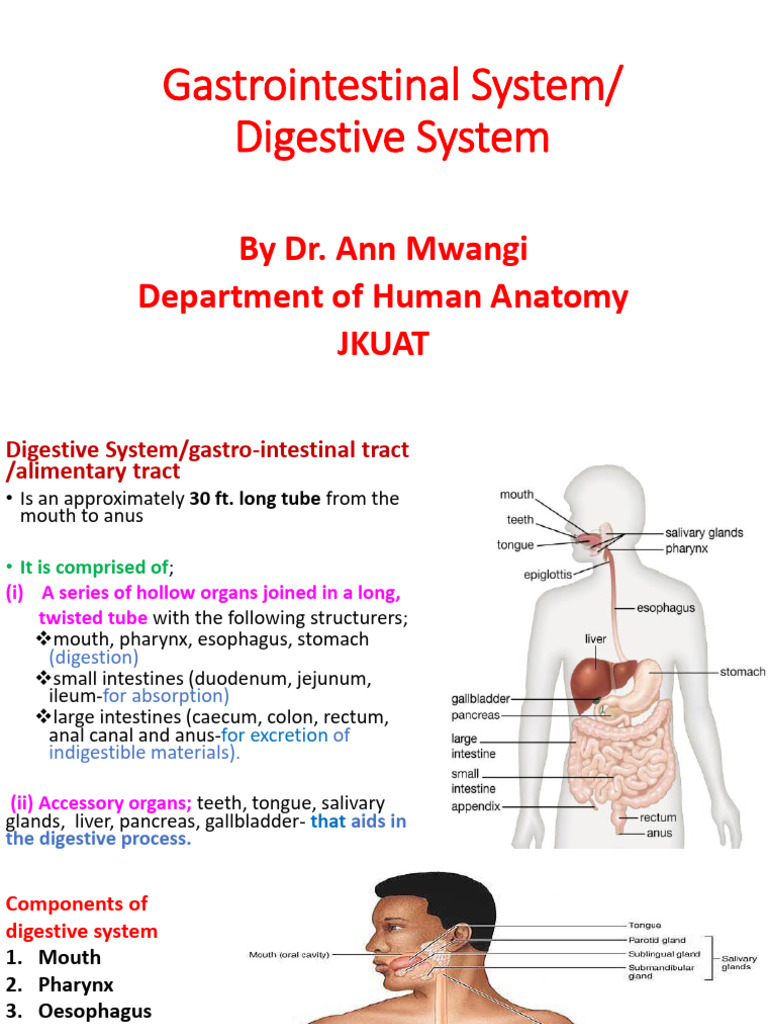 1.gastrointestinal System-Mouth To Esophasgus | PDF | Tongue | Digestion