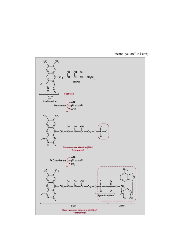 Riboflavin Vit b2 Lecture | PDF | Cofactor (Biochemistry) | Biochemistry