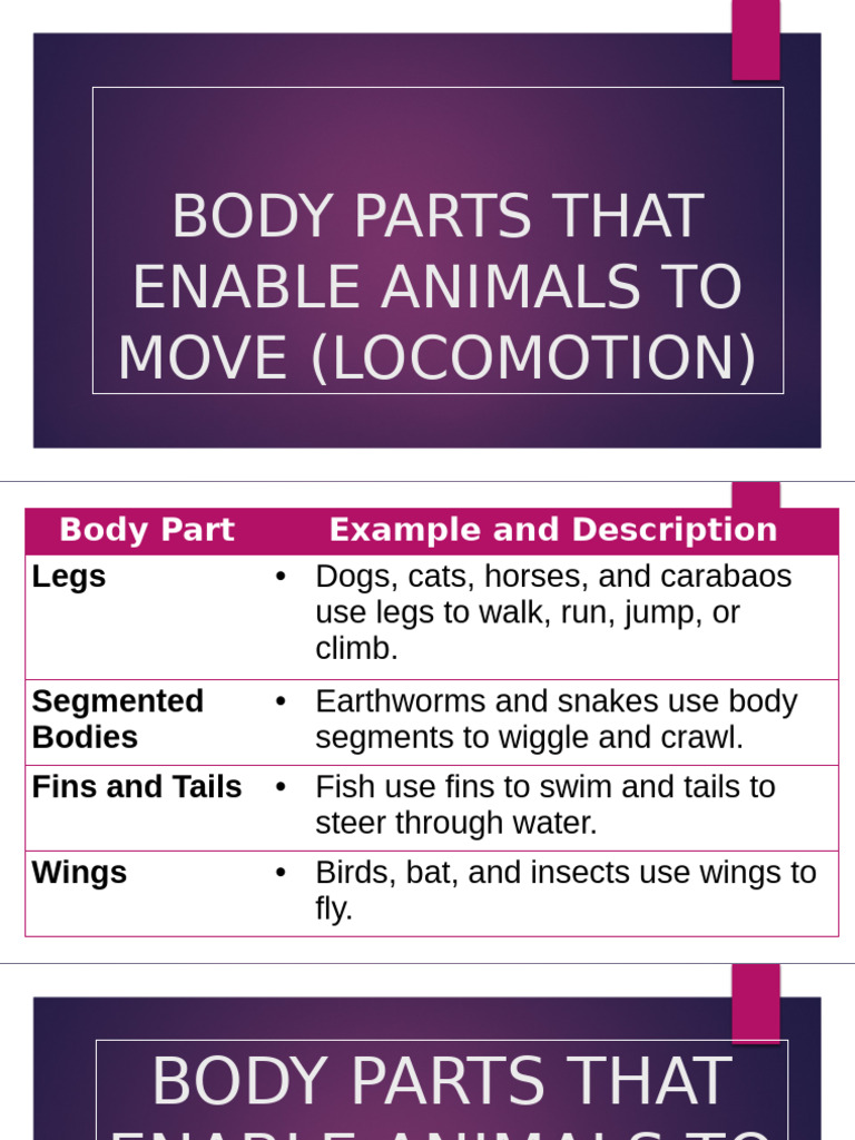 Grade3 Animals Around Us | PDF | Predation | Tooth