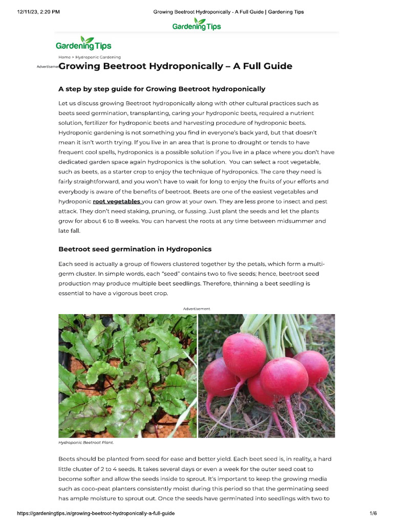 Beetroot Hydroponically | PDF