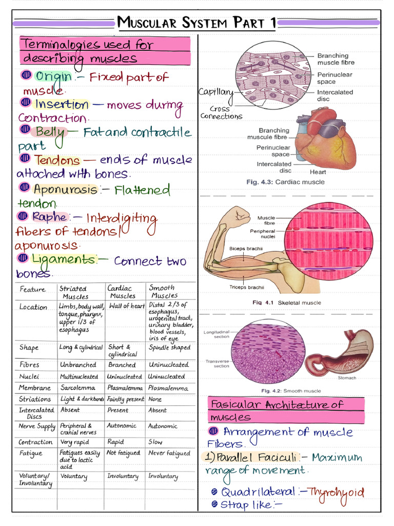 DAY 4 Muscular System Part 1 Final | PDF