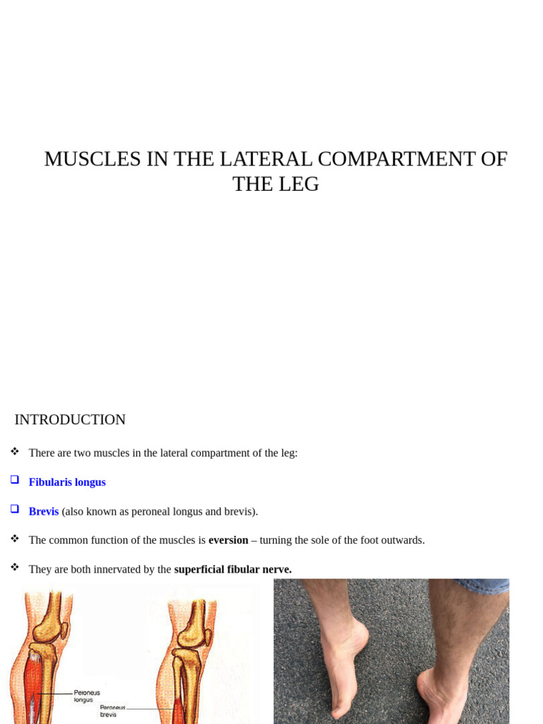 Lateral Compartment of Leg | PDF
