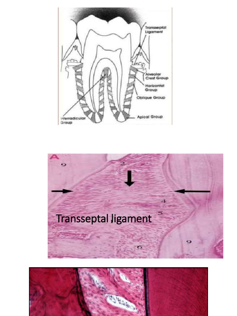 Anatomy of Transseptal Ligament Fibers | PDF