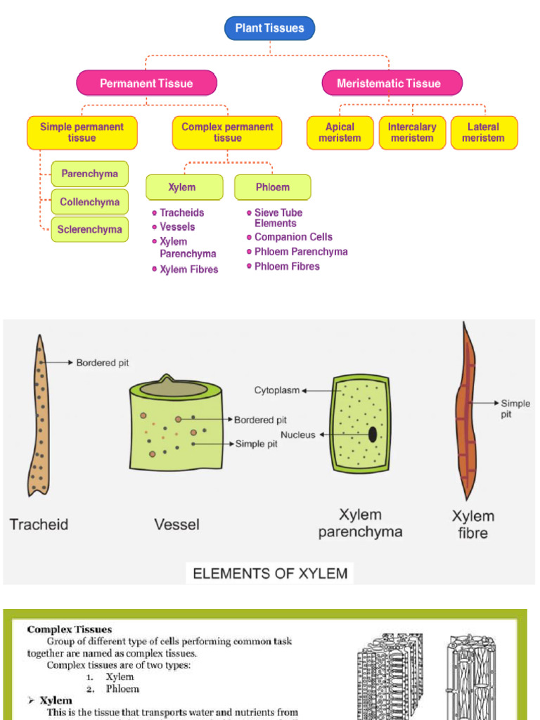 Plant Tissue | PDF