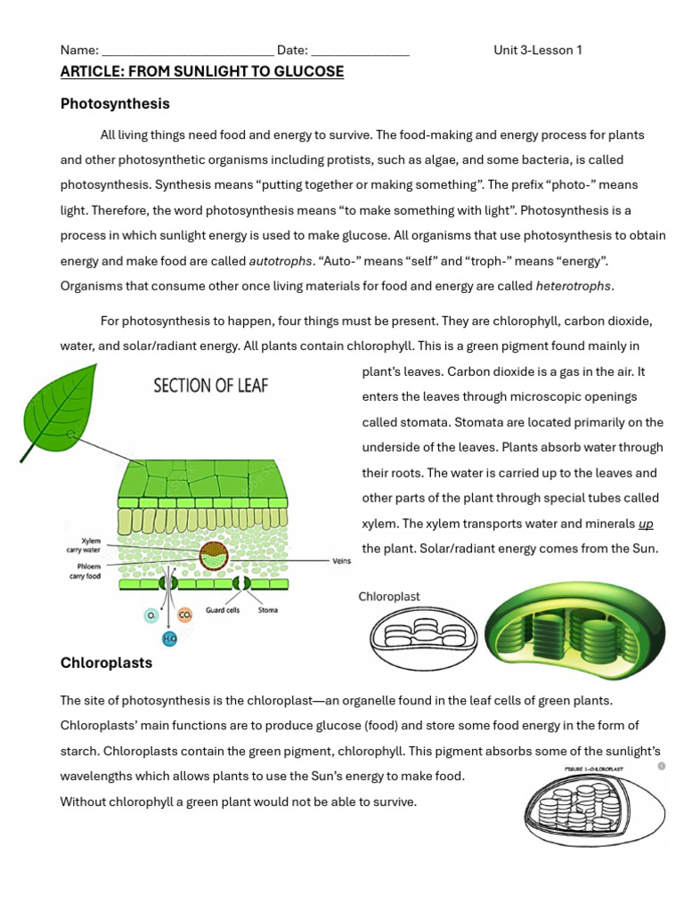 From Sunlight To Glucose - Article | PDF | Photosynthesis | Leaf