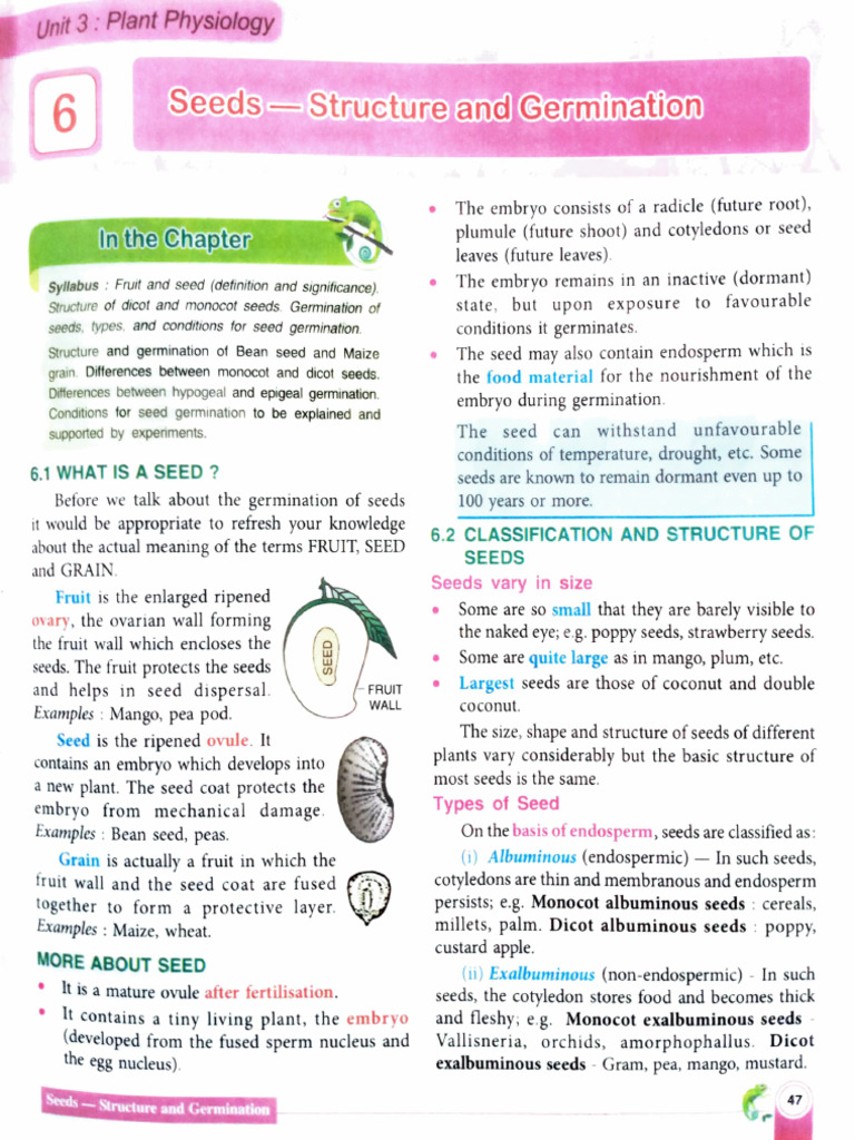 Seed Structure and Germination | PDF | Seed | Germination