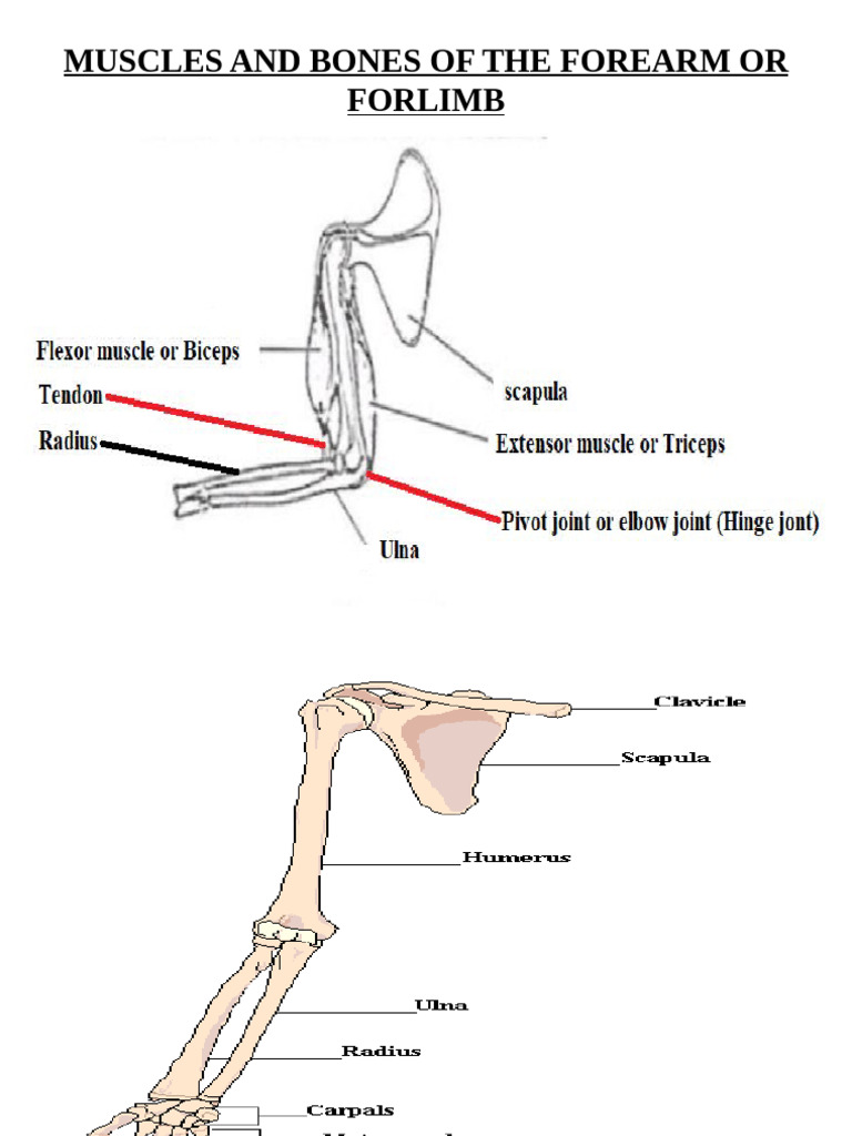 Muscles and Bones of The Forearm or Forlimb | PDF | Skeleton | Muscle