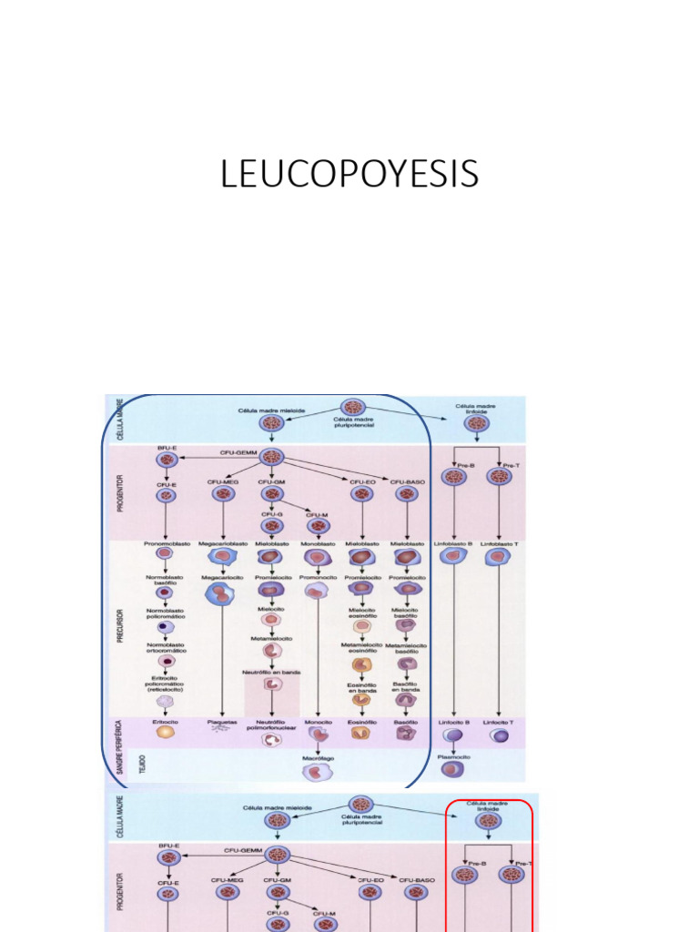 Leucopoyesis Anexa Clases | PDF