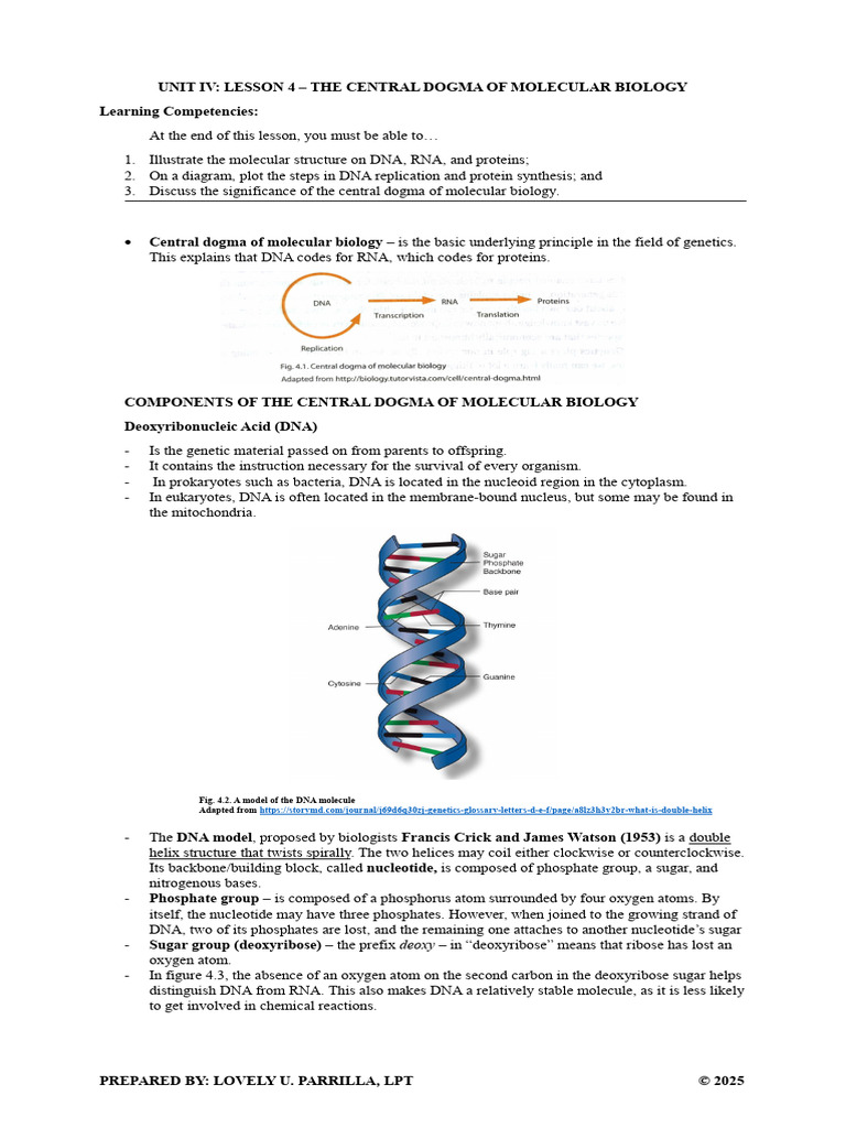 Lesson 4 The Central Dogma of Molecular Biology | PDF | Dna Replication ...