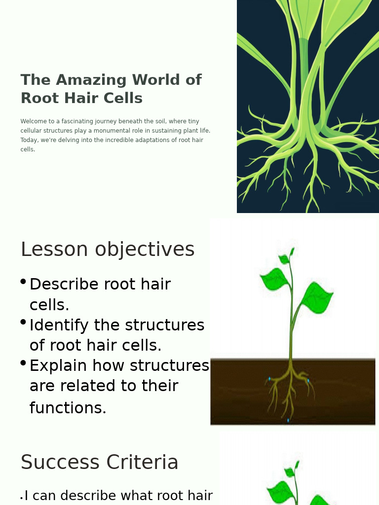 Structure and Function of Root Hair Cells | PDF | Root | Vacuole