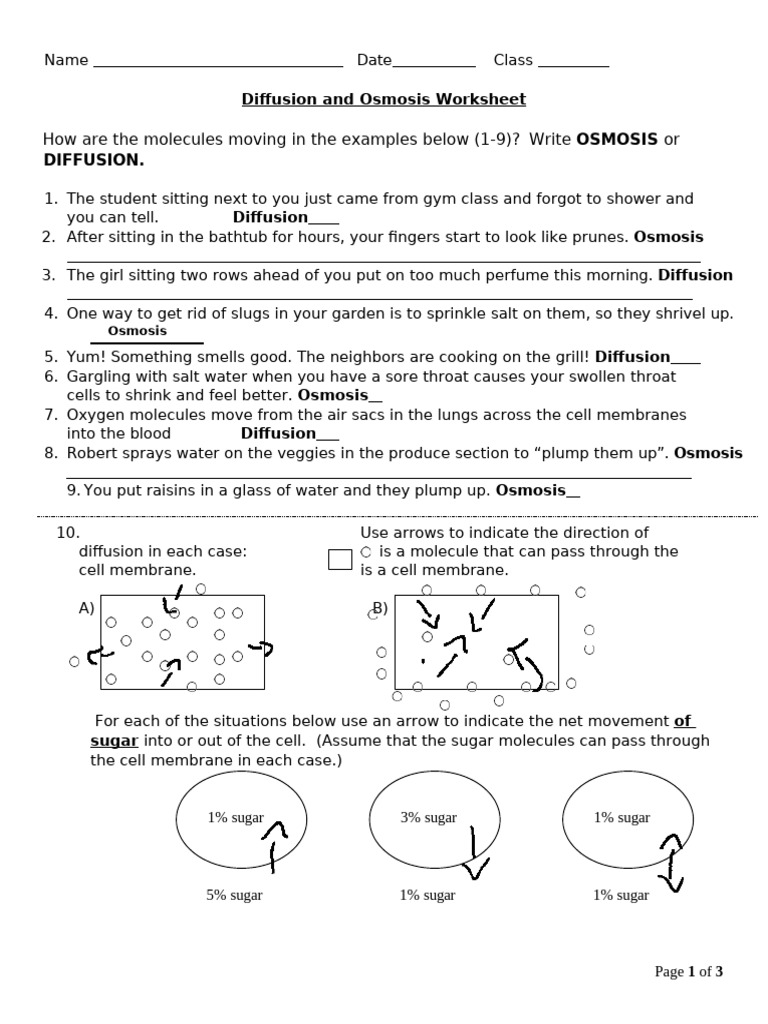 Diffusion and Osmosis Practice - Word | PDF | Osmosis | Cell Biology
