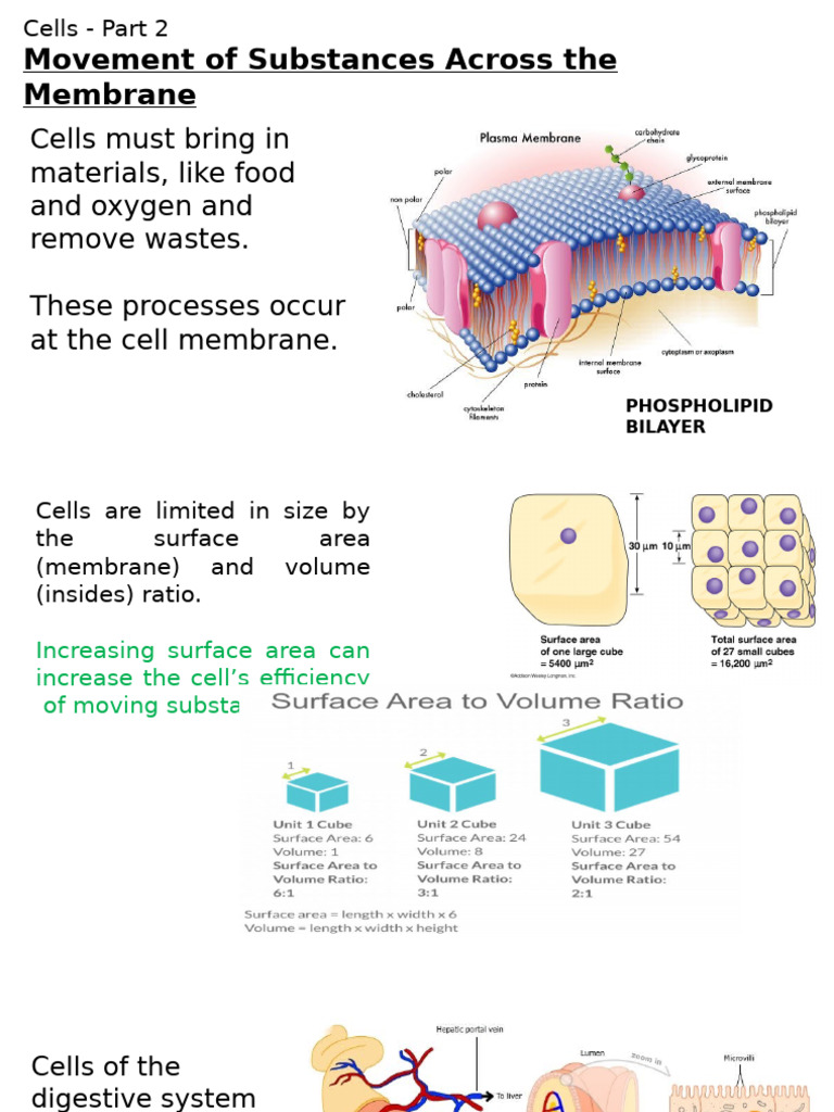 Anatomy Unit 2 - Cell Biology Part 2 | PDF