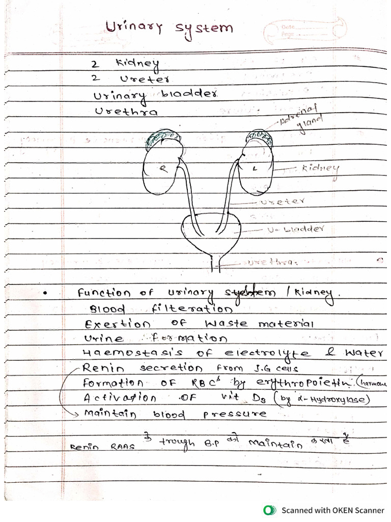 Urinary System | PDF