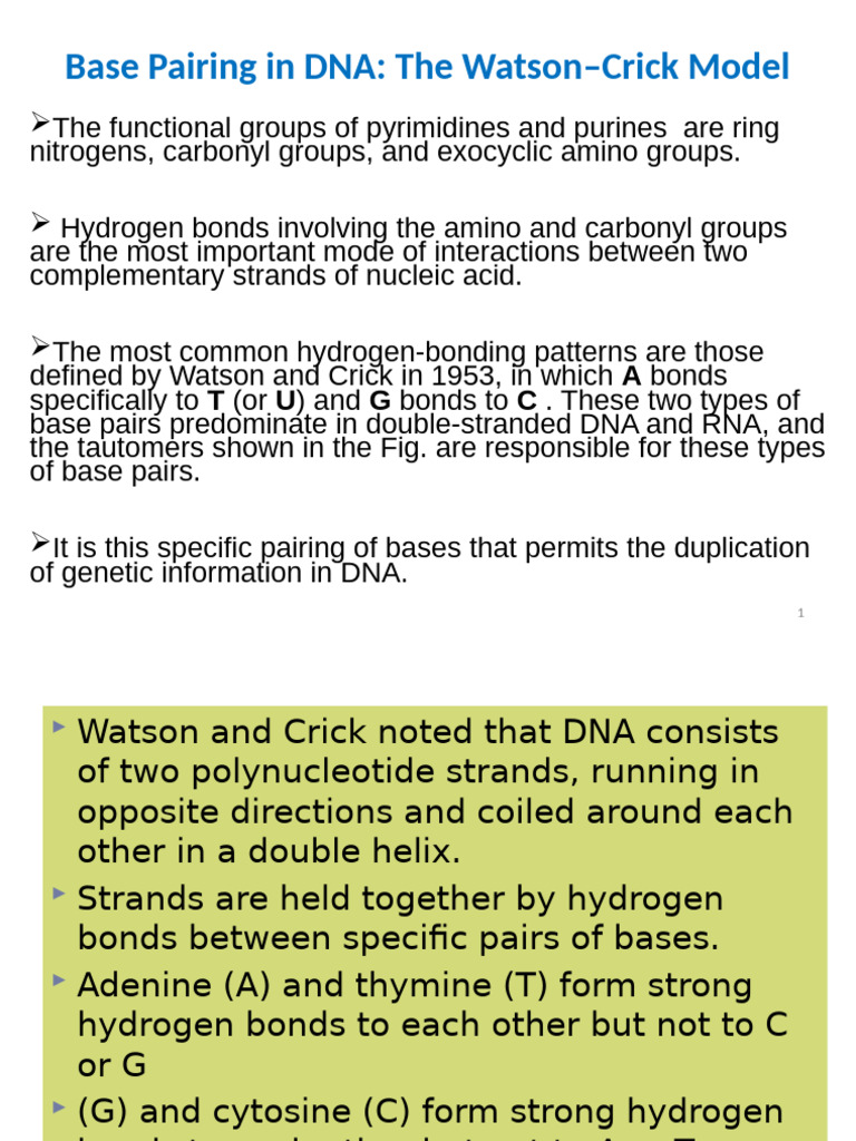 Crick-Watson Model of DNA | PDF | Dna | Base Pair