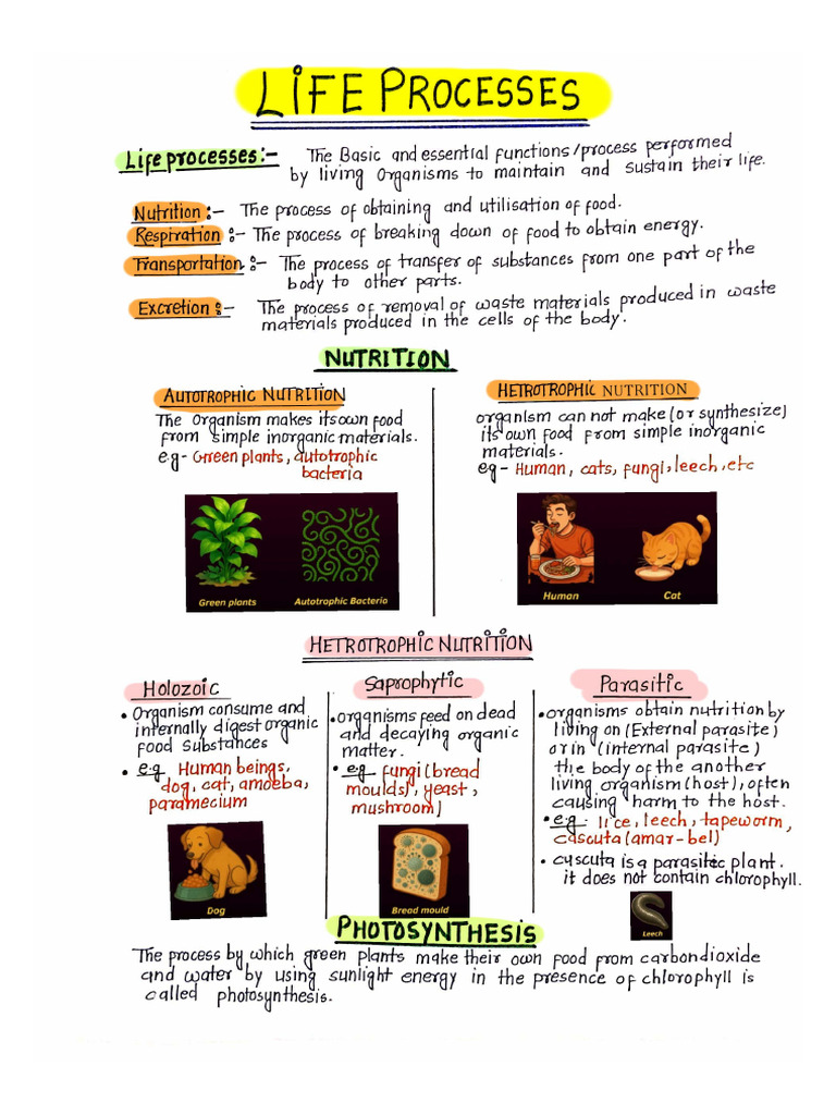 Life Processes Handwritten Notes | PDF