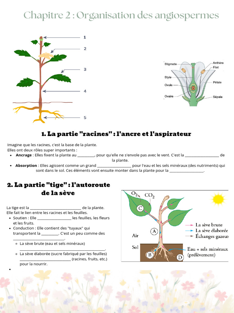 Organisation des angiospermes expliquée | PDF | Fleurs | Graine