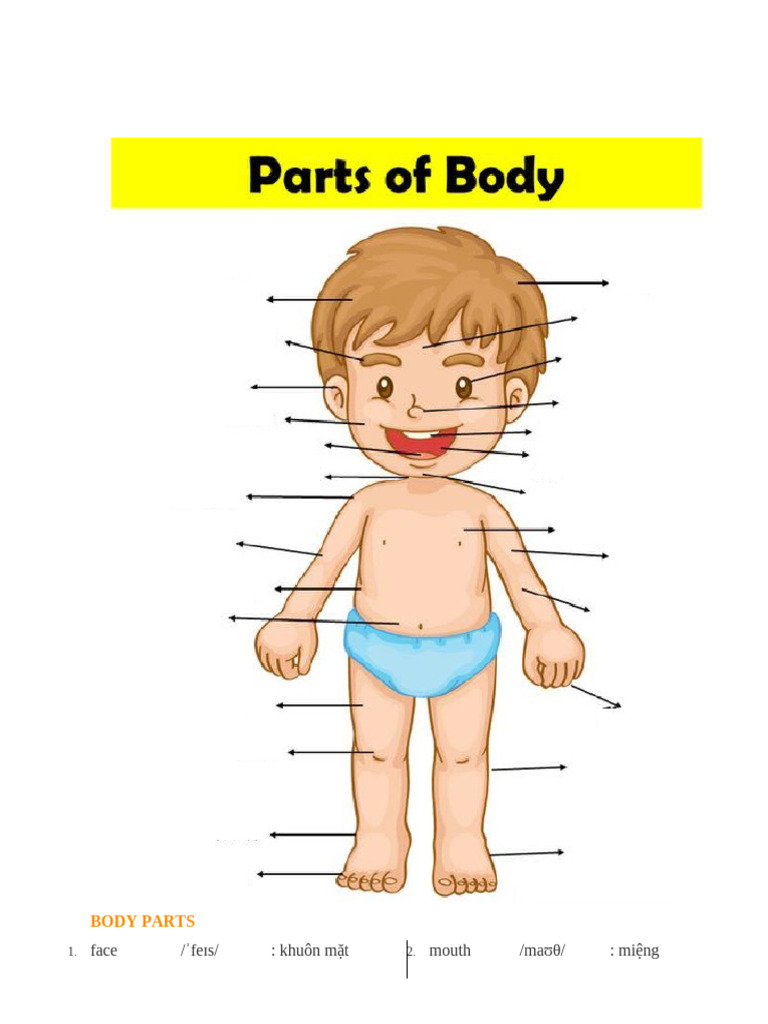 Review Body Parts | PDF