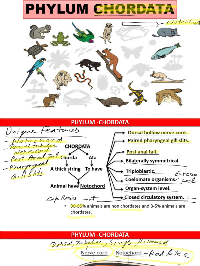 12 CHORDATA CYCLOSTOMATA E 16 17 Nov Contd | PDF | Vertebrates | Chordates