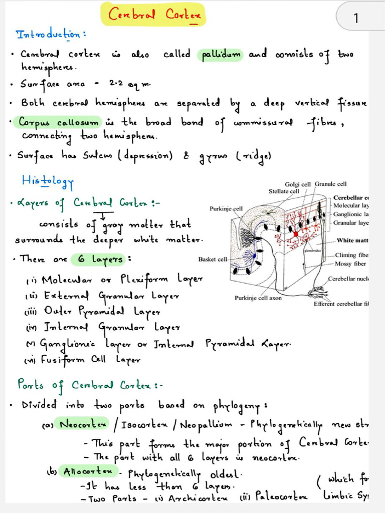 Cerebral Cortex (Phy) | PDF
