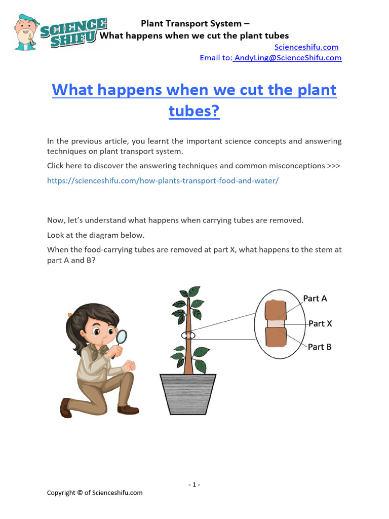 Scienceshifu - Plant Transport System - What Happens When We Cut The ...