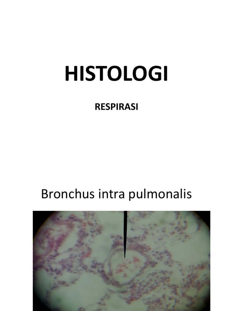 Histologi Bronkus dan Laring Manusia | PDF | Ilmu Sosial | Kajian ...