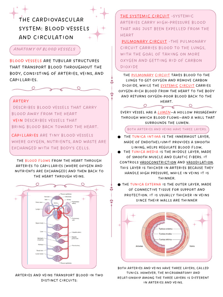 Anaphy Blood Vessels and Circulation - 20250926 - 210659 - 0000 | PDF ...