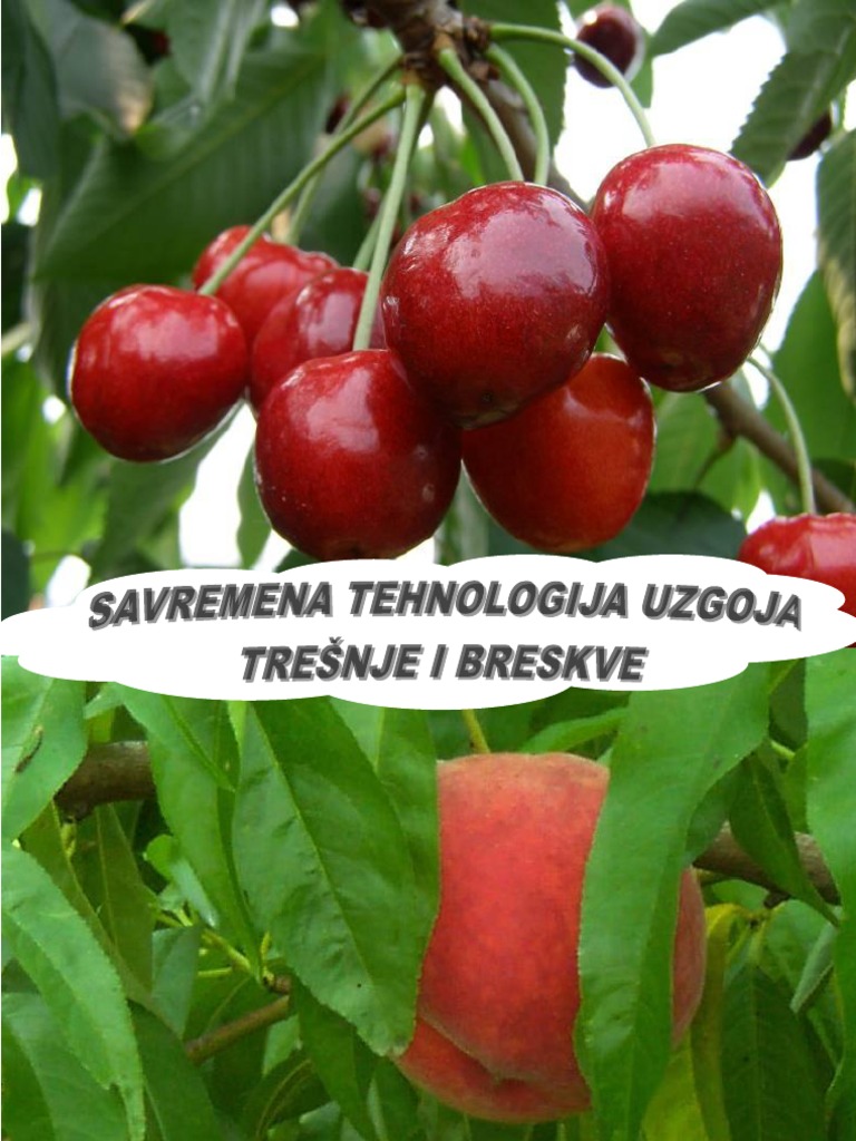 Tresnja I Breskva | PDF