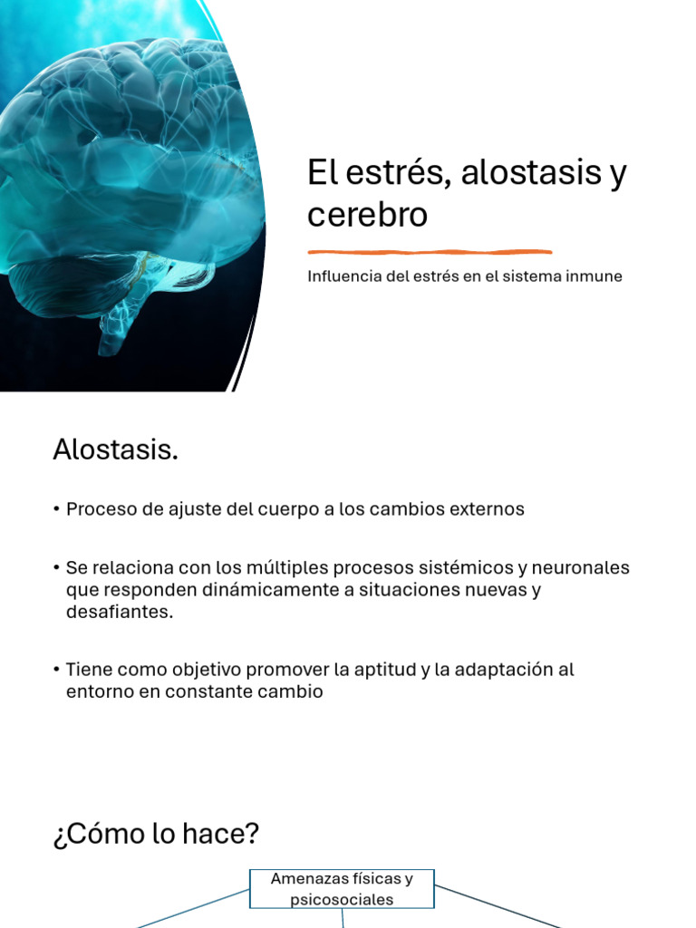 Estrés, Alostasis y Efectos en el Cerebro | PDF | Estrés (biología ...