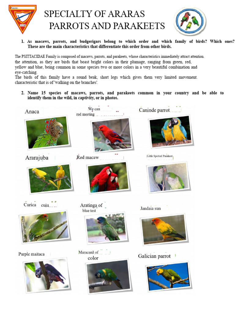 Specialty of Parrots and Parakeets | PDF | Parrot | Birds