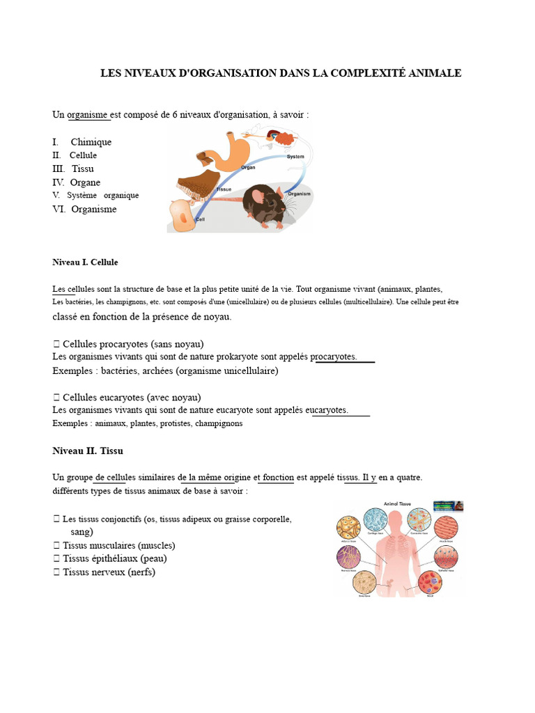 Niveaux d'organisation dans la complexité animale | PDF | Cellule ...