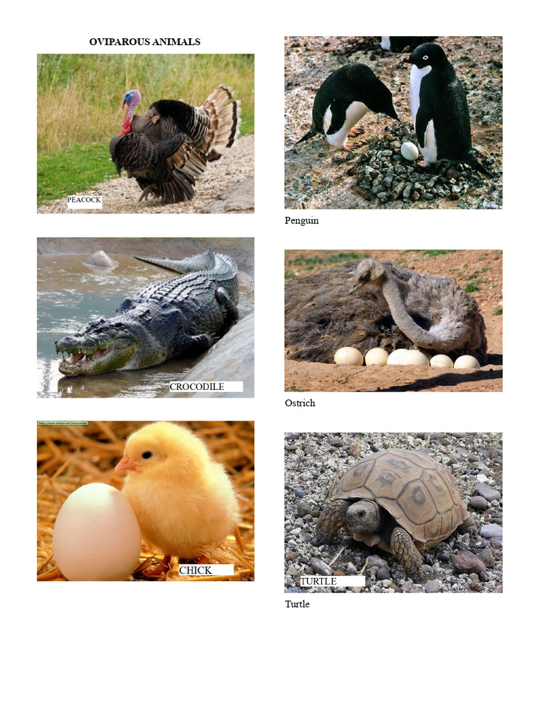 Oviparous, Viviparous, and Ovoviviparous Animals | PDF