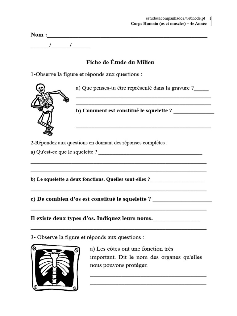 Corps humain : squelette et muscles 4e année | PDF | Squelette | Muscle