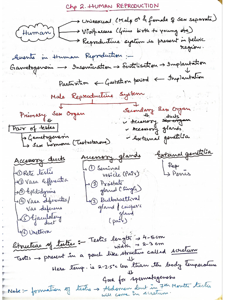 Human Reproduction Notes | PDF