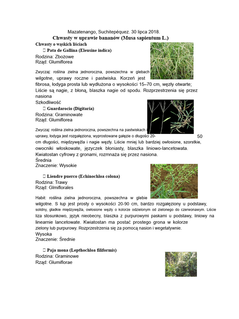 Chwasty | PDF