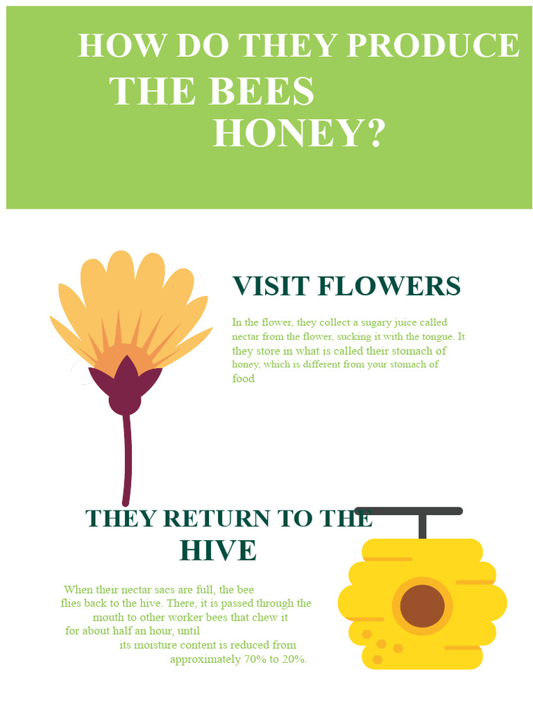 How Bees Make Honey from Nectar | PDF