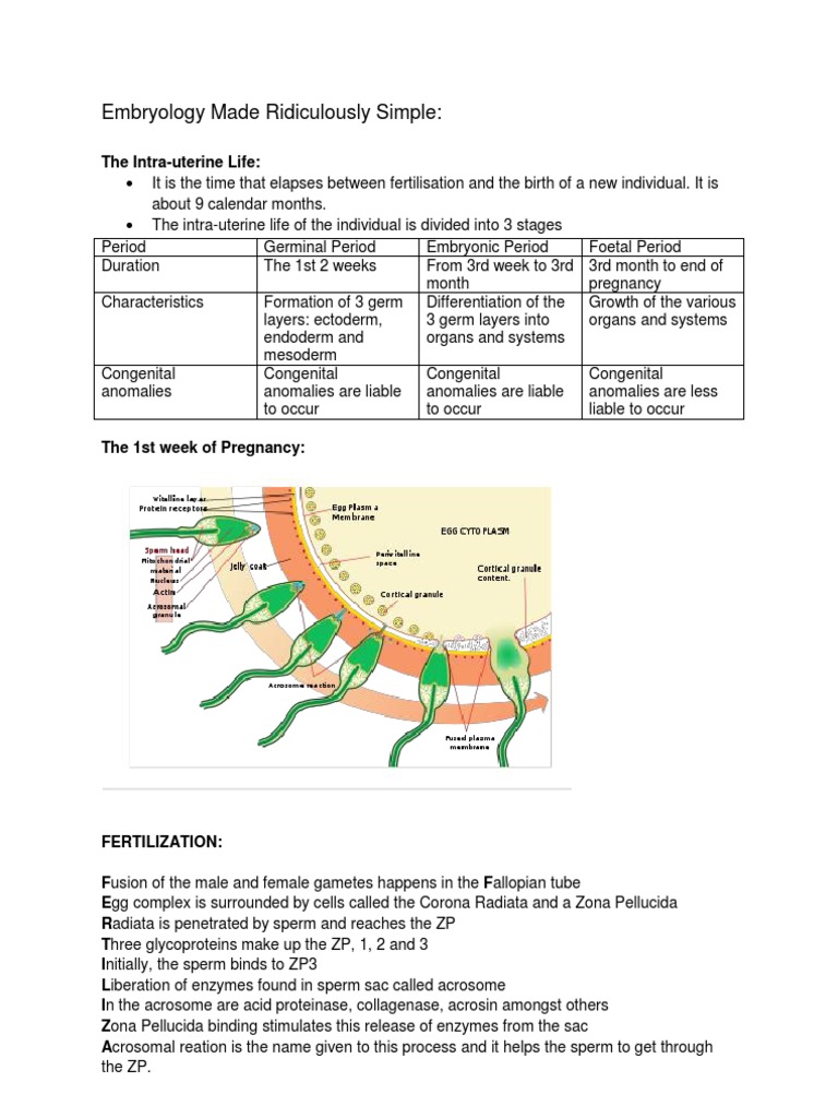 Embryology Made Ridiculously Simple Handout | PDF | Fertilisation ...