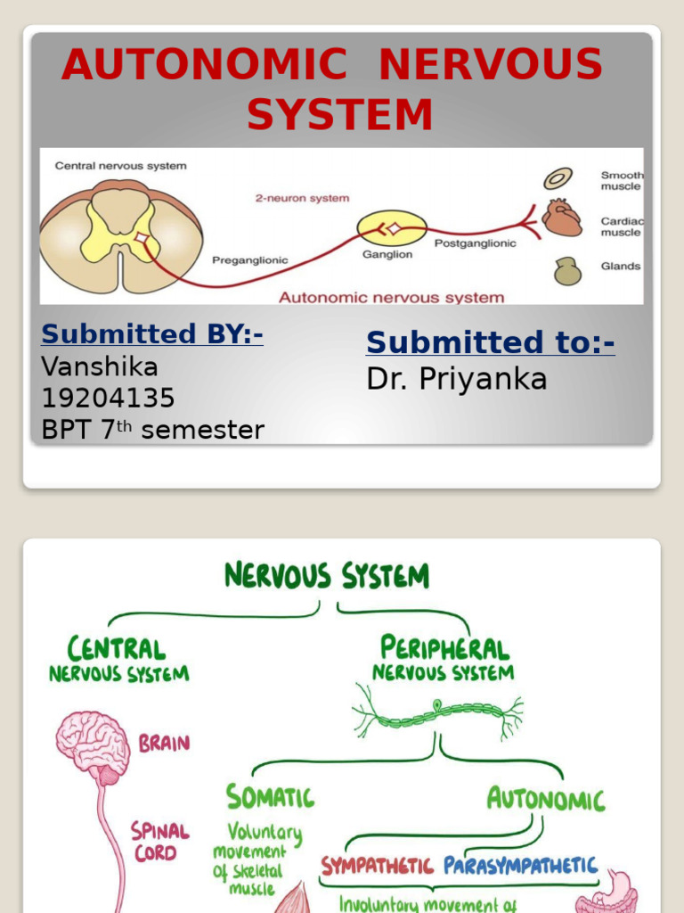Autonomic Nervous System | PDF | Autonomic Nervous System | Nervous System