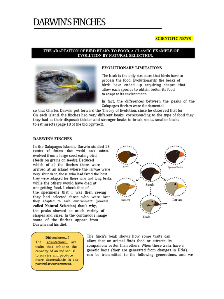 Class No. 8 THE DARWIN FINCHES | PDF | Evolution | Zoology