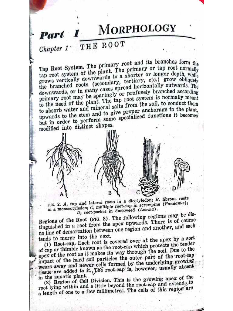 Agricultural Botany Morphology | PDF