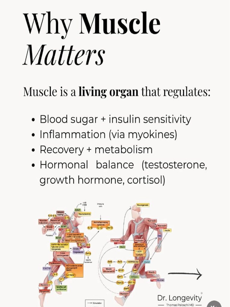 Muscle Importance | PDF