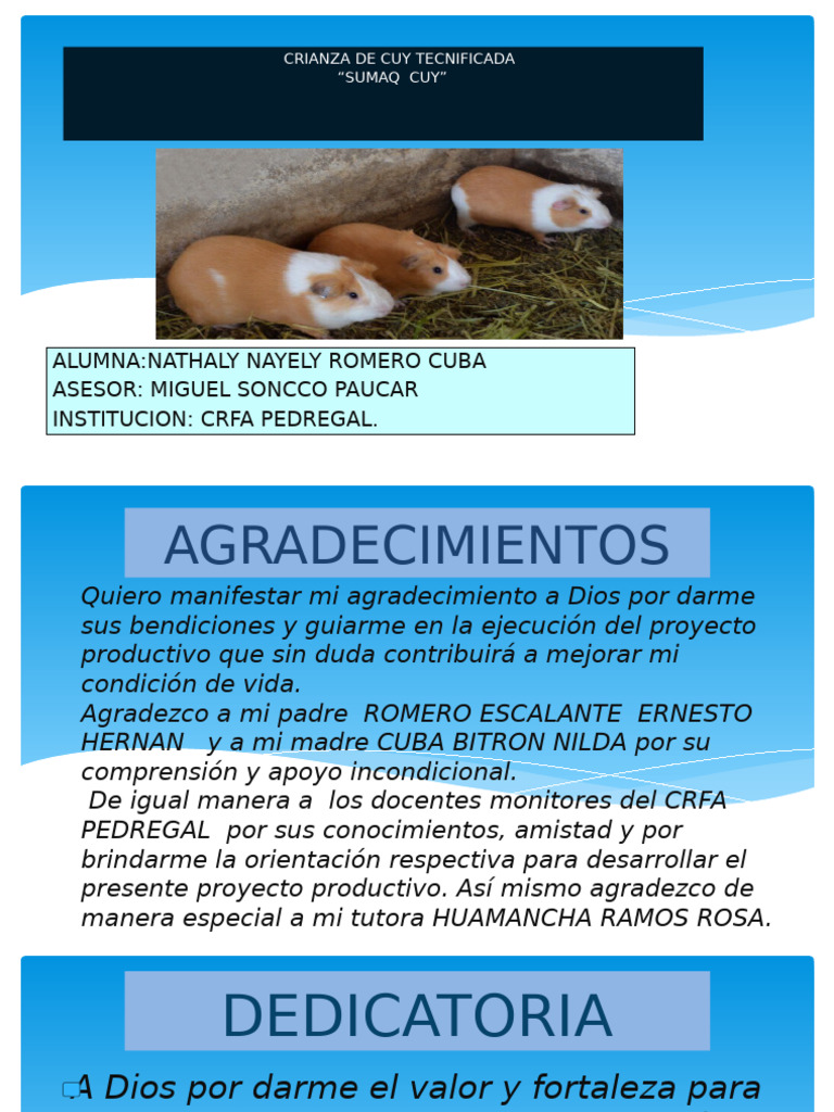 Crianza de Cuy Tecnificada | PDF | Conejillo de indias | Alimentos