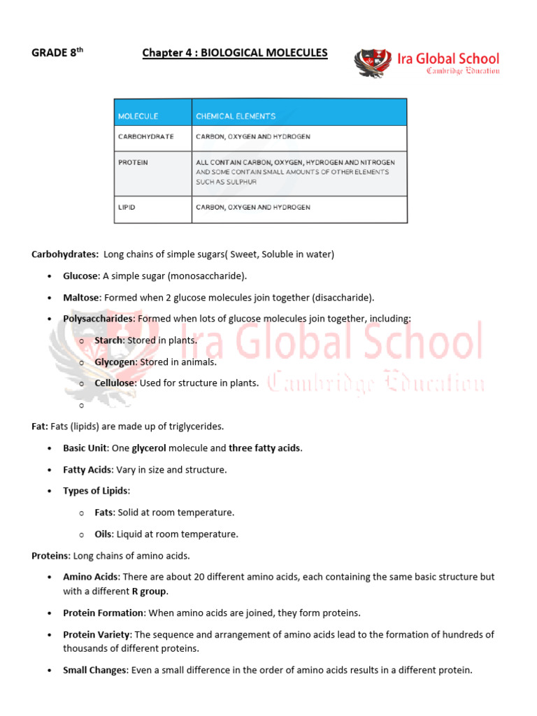 Biological Molecules Overview for 8th Grade | PDF | Carbohydrates ...