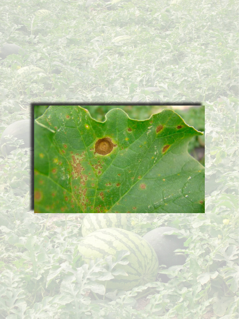 Alternaria cucumerina en cucurbitáceas | PDF | Pesticida | Agricultura