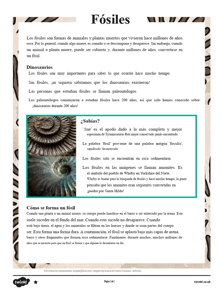 Comprensión de Lectura Sobre Fósiles | PDF | Fósil | Dinosaurios