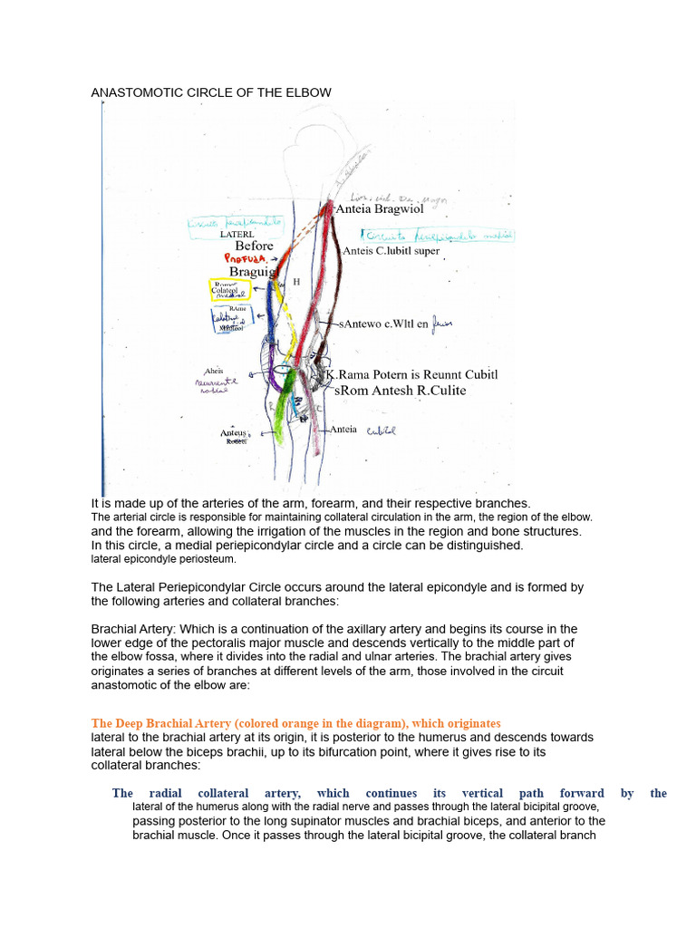 Anastomotic Circle of The Elbow | PDF | Arm | Elbow