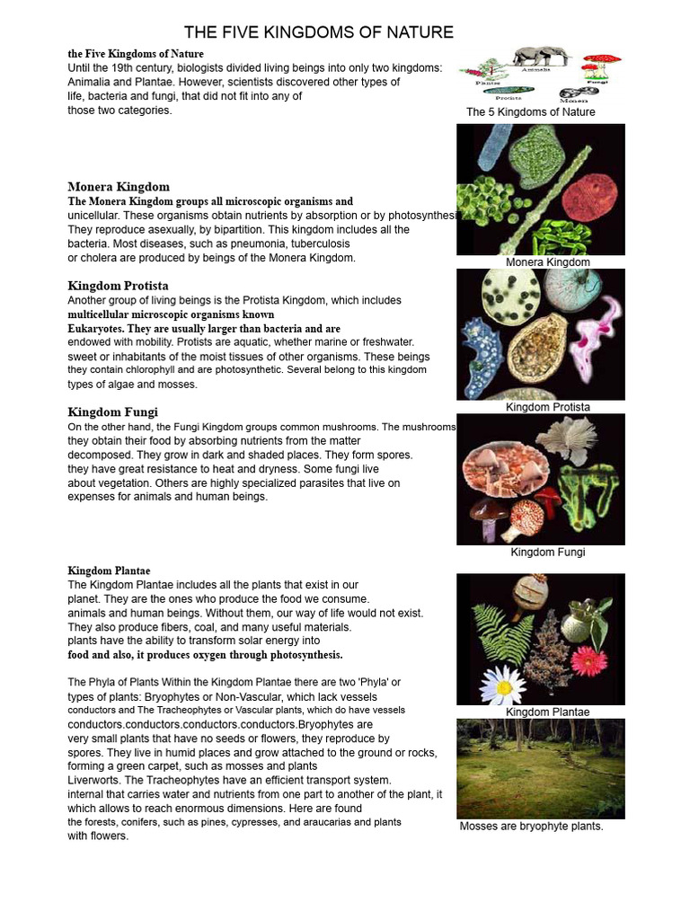 The Five Kingdoms of Nature | PDF | Nutrition | Diet & Nutrition