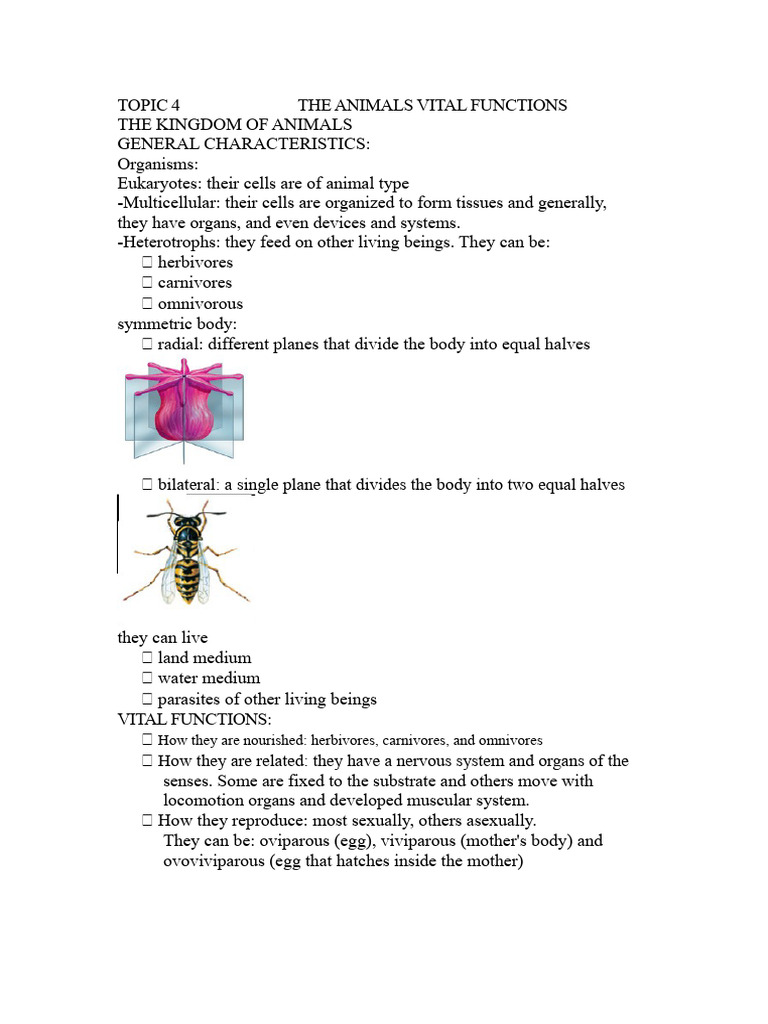 Topic 4: Animals' Vital Functions | PDF | Egg | Nervous System