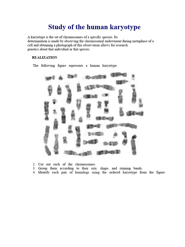 Study of The Human Karyotype | PDF